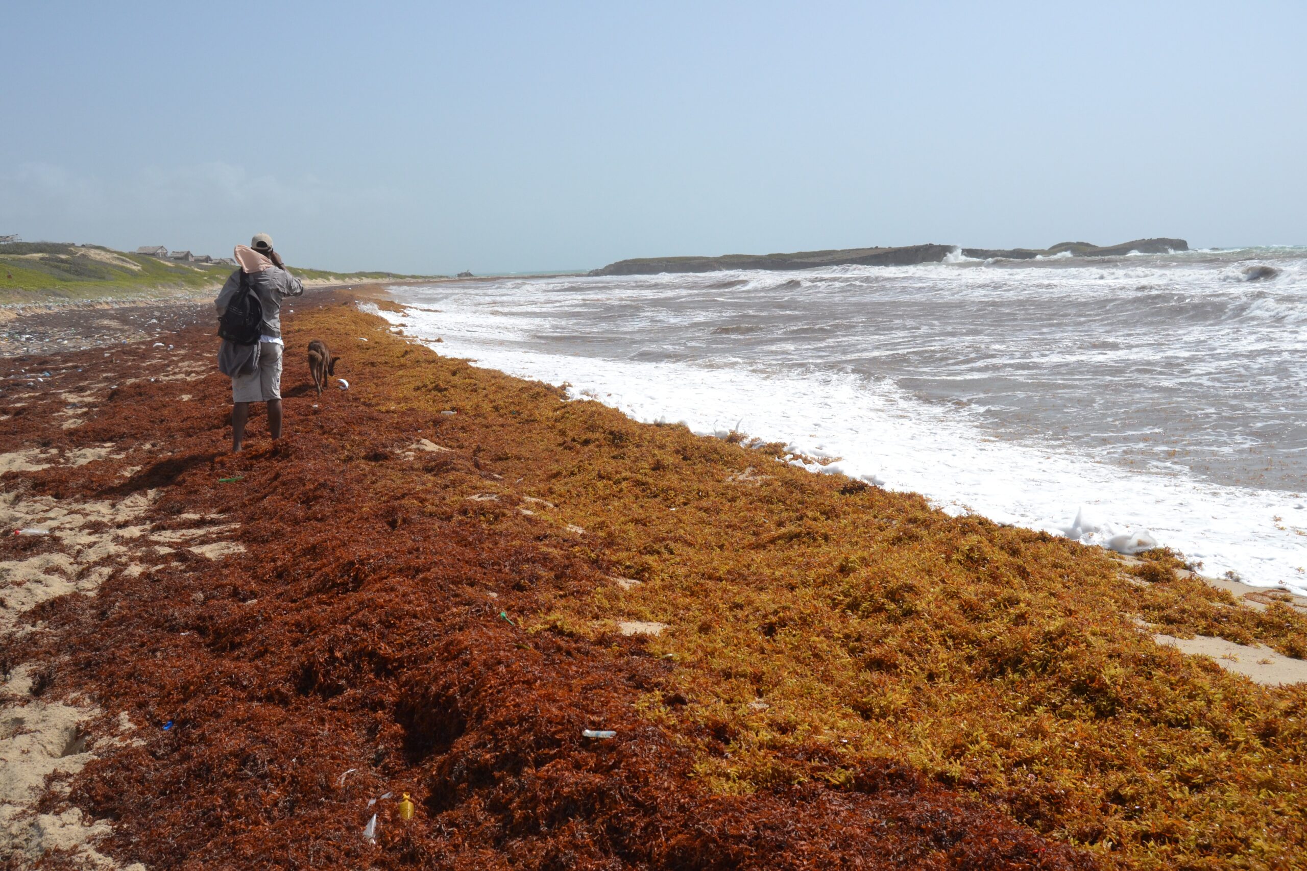 Sargazo en las playas: ¿Desafío ambiental u oportunidad empresarial ...