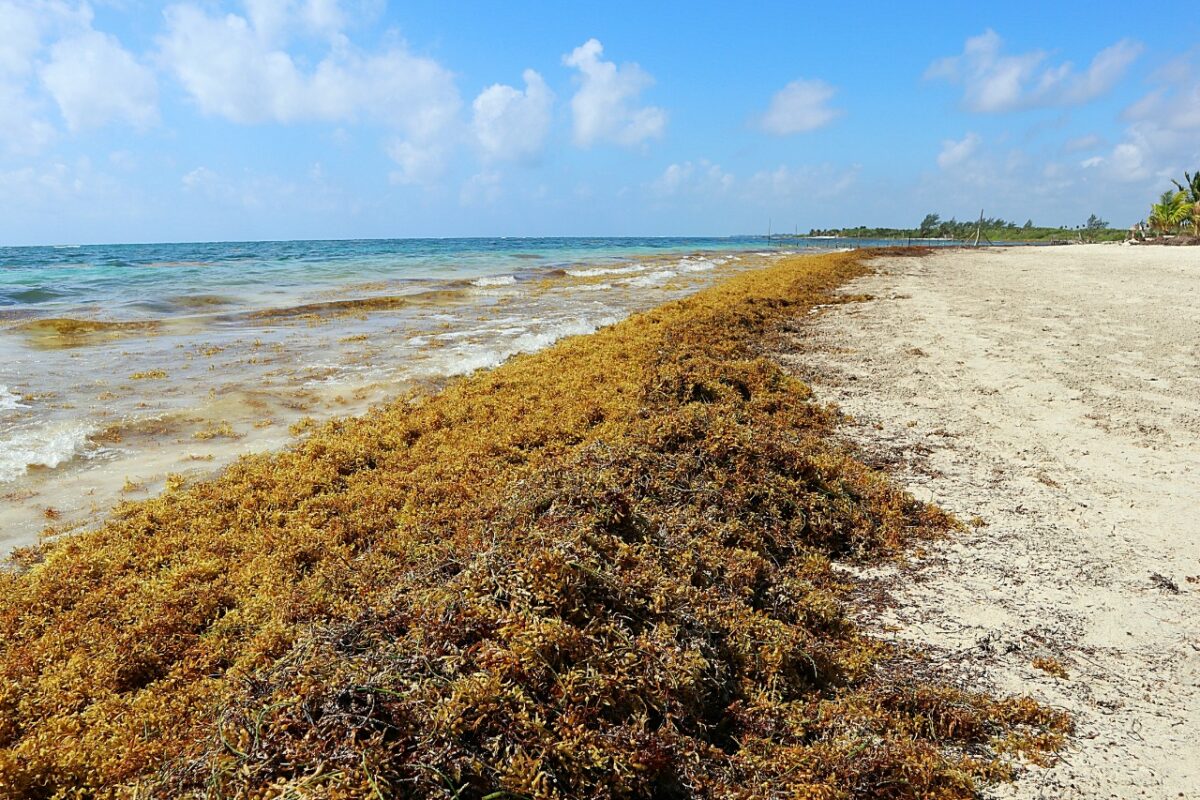 Sargazo en las playas: ¿Desafío ambiental u oportunidad empresarial ...