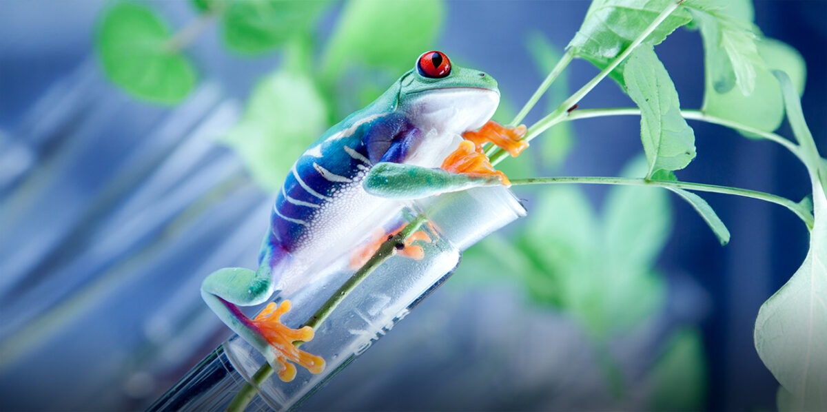 ¿La cura para las superbacterias? Descubren antibióticos en ranas